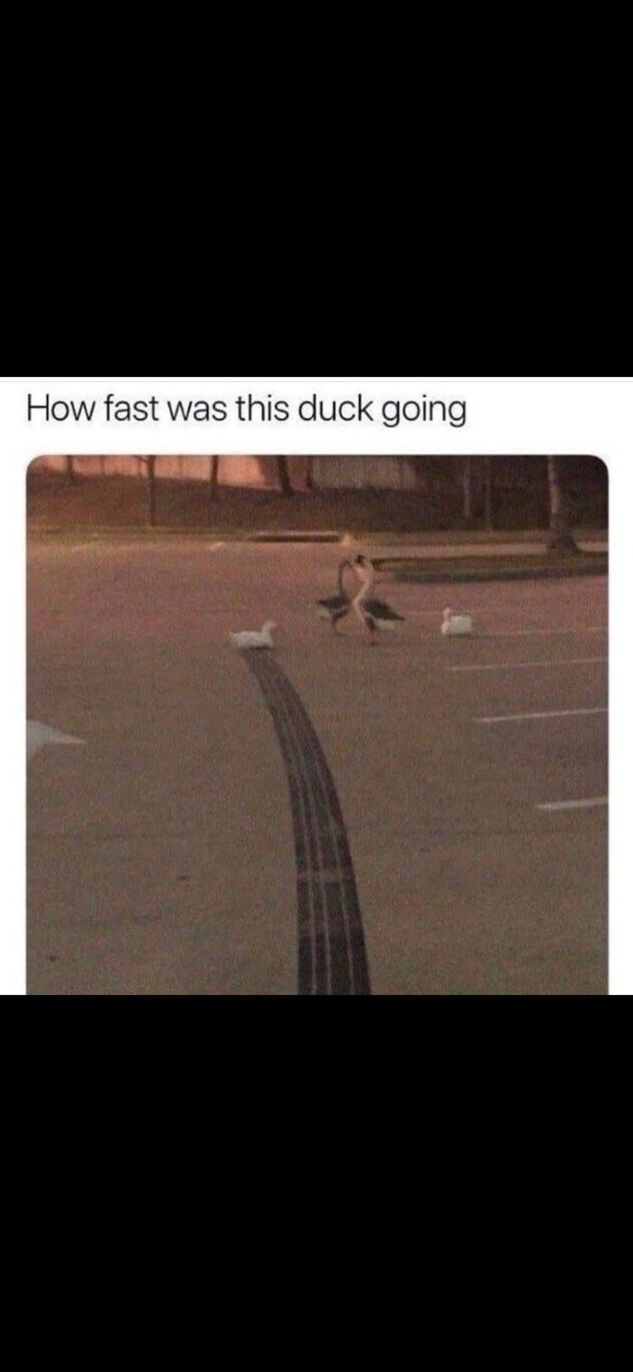 How fast was this duck going - 9GAG