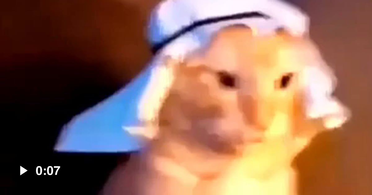 Behold the habibi cat - 9GAG