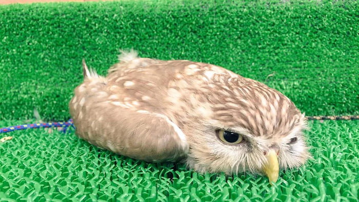 Owl lying down - 9GAG