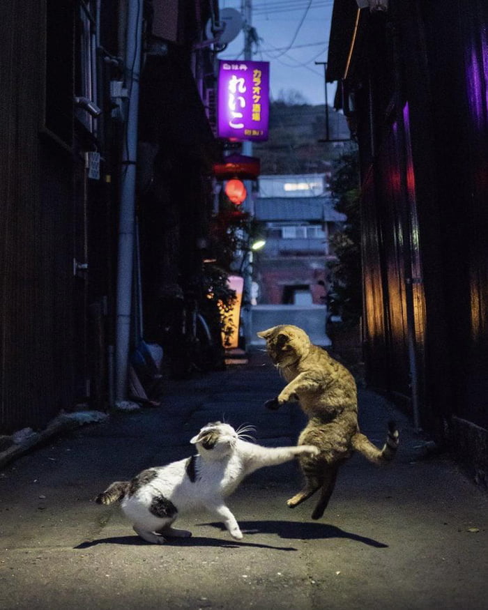 Cats fighting in an alley in Japan - 9GAG