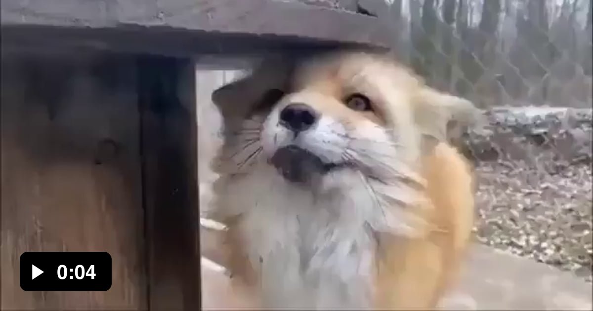 Boop the fox - 9GAG