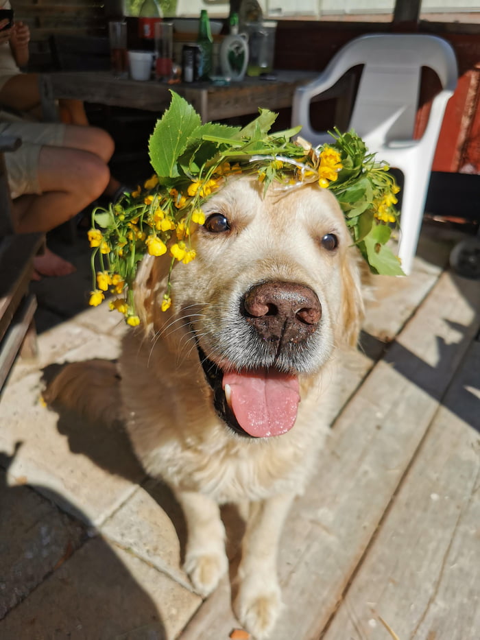 Midsummer in Sweden, Rocky says Hey! - 9GAG