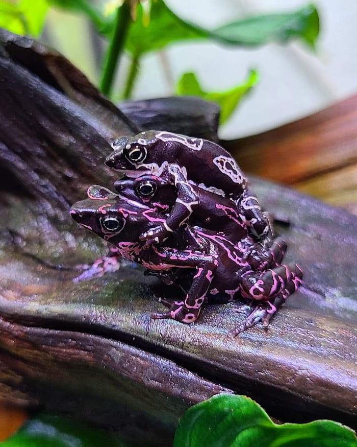 Atelopus Frog Purple