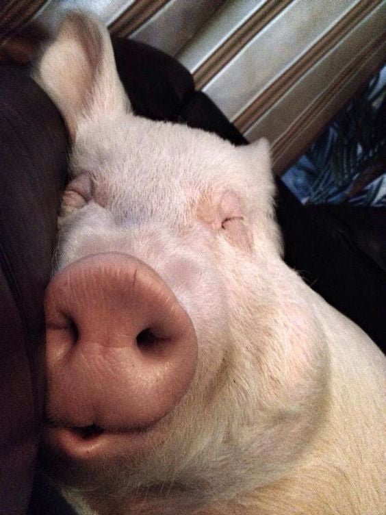 Hey.... Even Pigs can be Eye Bleach Worthy... - 9GAG