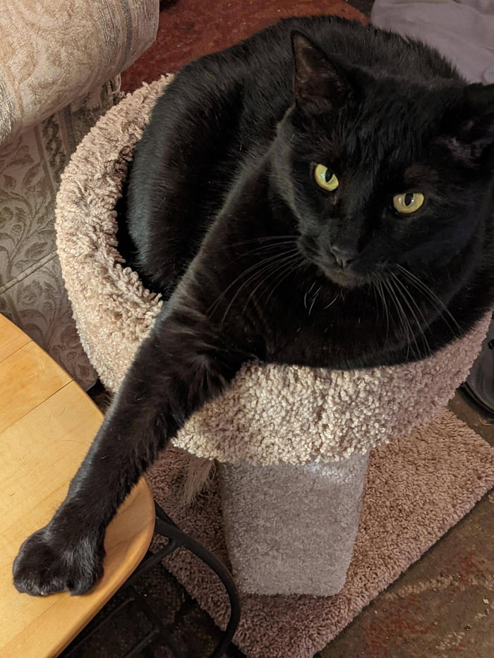 He knows he's not allowed on tables, this is what he does instead. - 9GAG