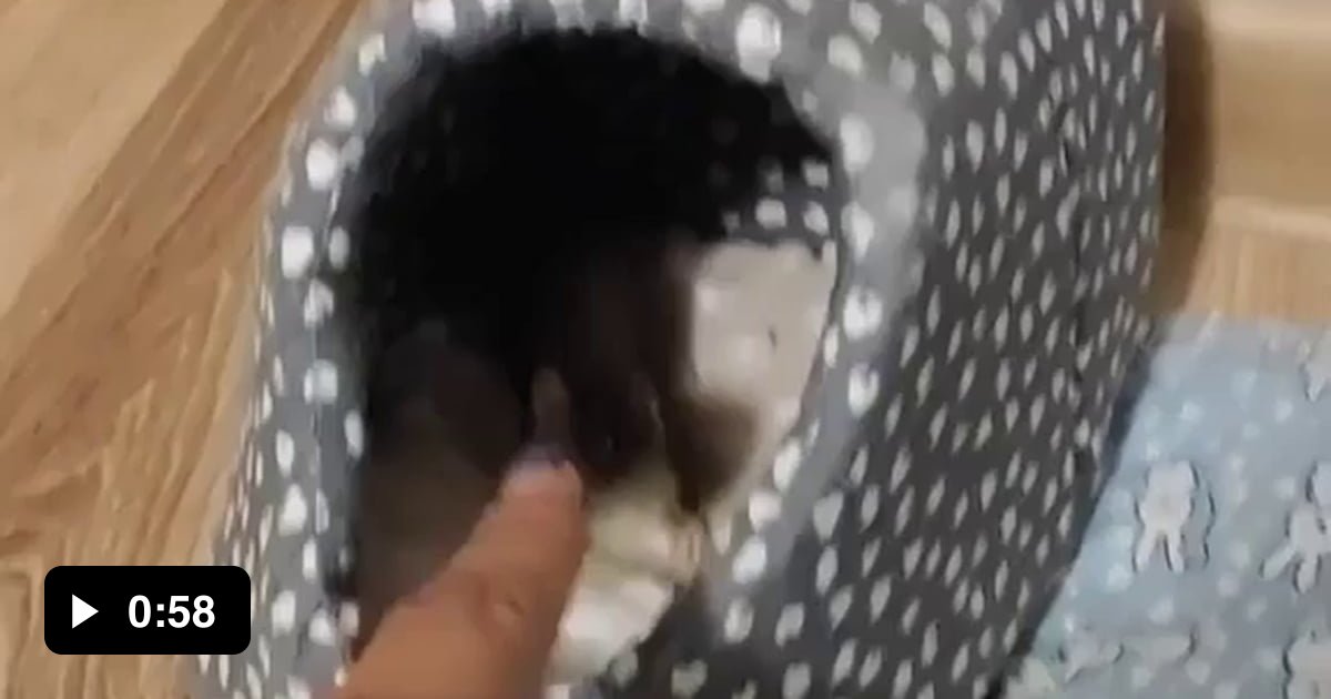 Feisty playtime. Squeak! - 9GAG