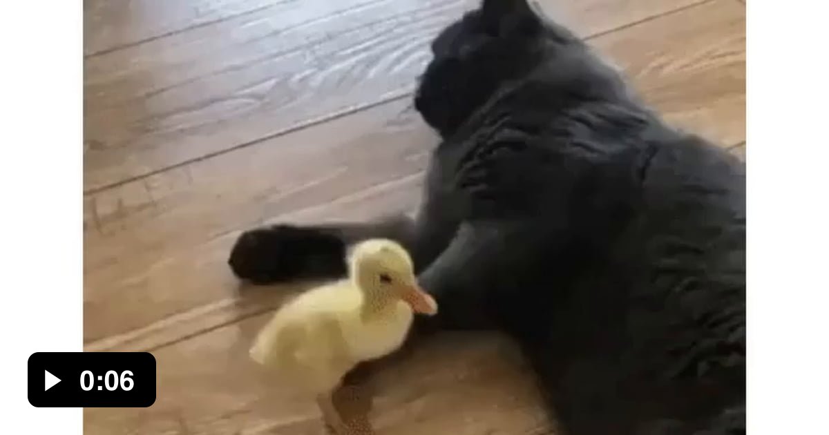 Poor little ducky - 9GAG