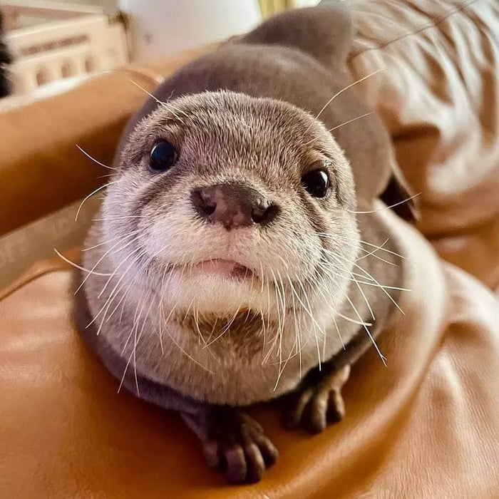 Must boop the snoot - 9GAG