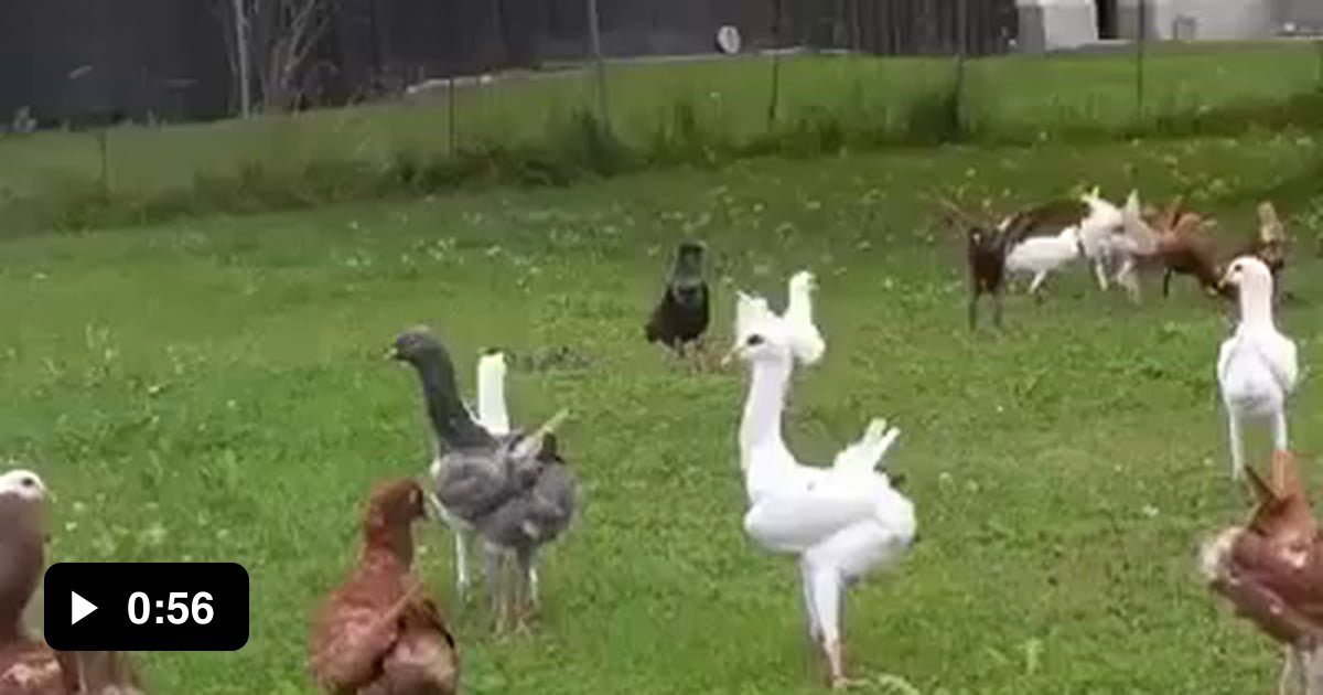 Hen and Pigeon Hybrid - 9GAG