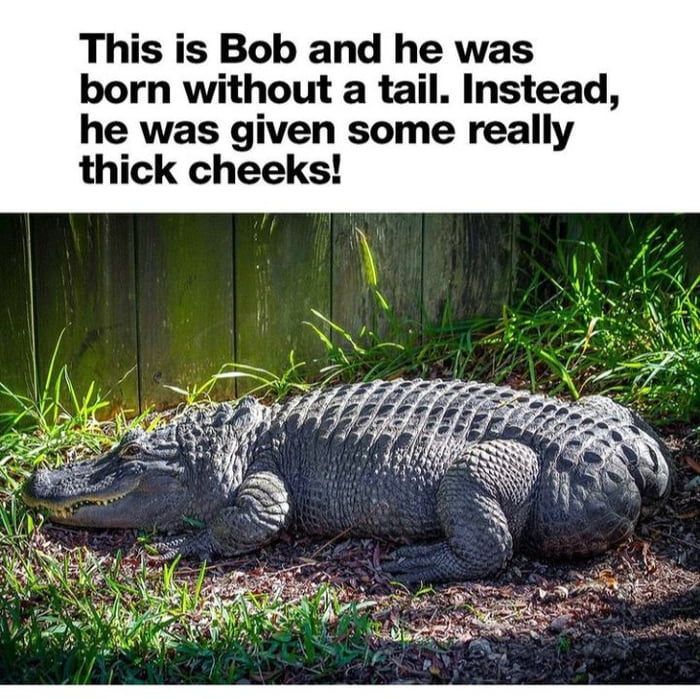 Bob - 9GAG