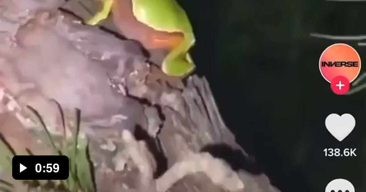 Just humans making a frogs dream come true - 9GAG