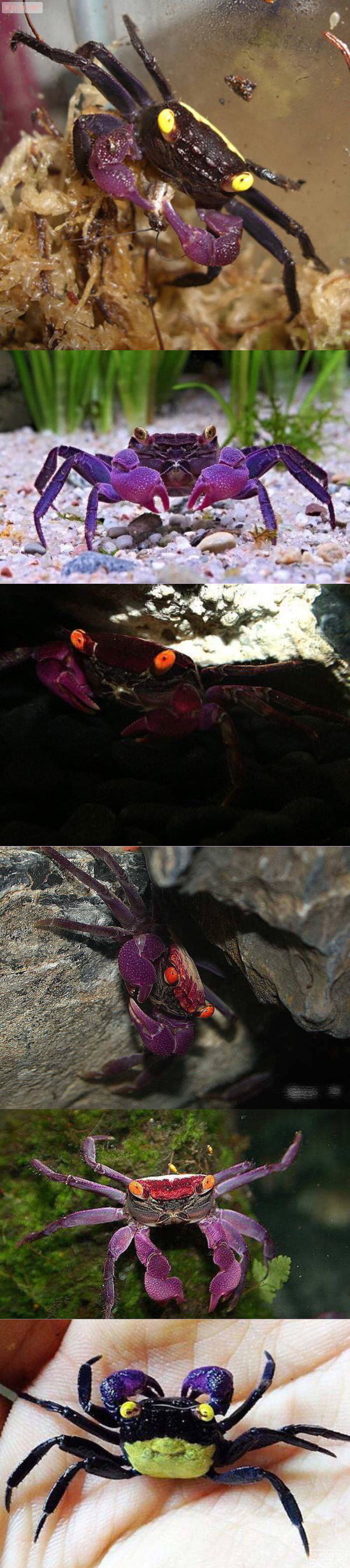 Violet crab - 9GAG