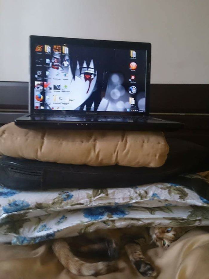 Piling up random things on cat - 9GAG