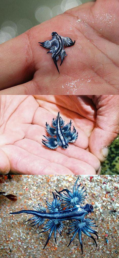 Blue sea slug (Glaucus atlanticus) - 9GAG