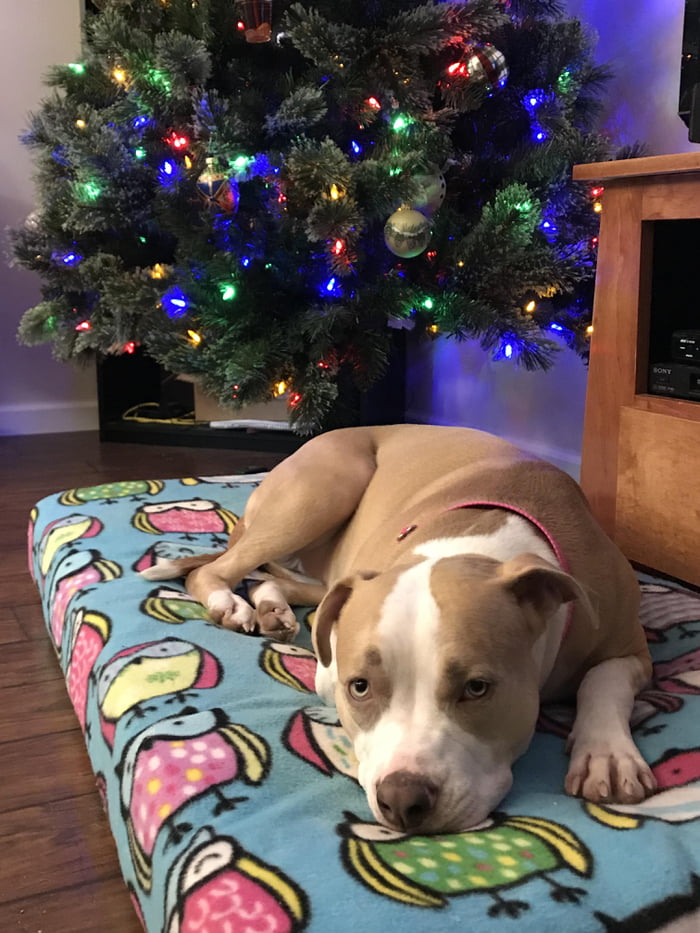 Heckin Good Christmas Pibble - 9GAG