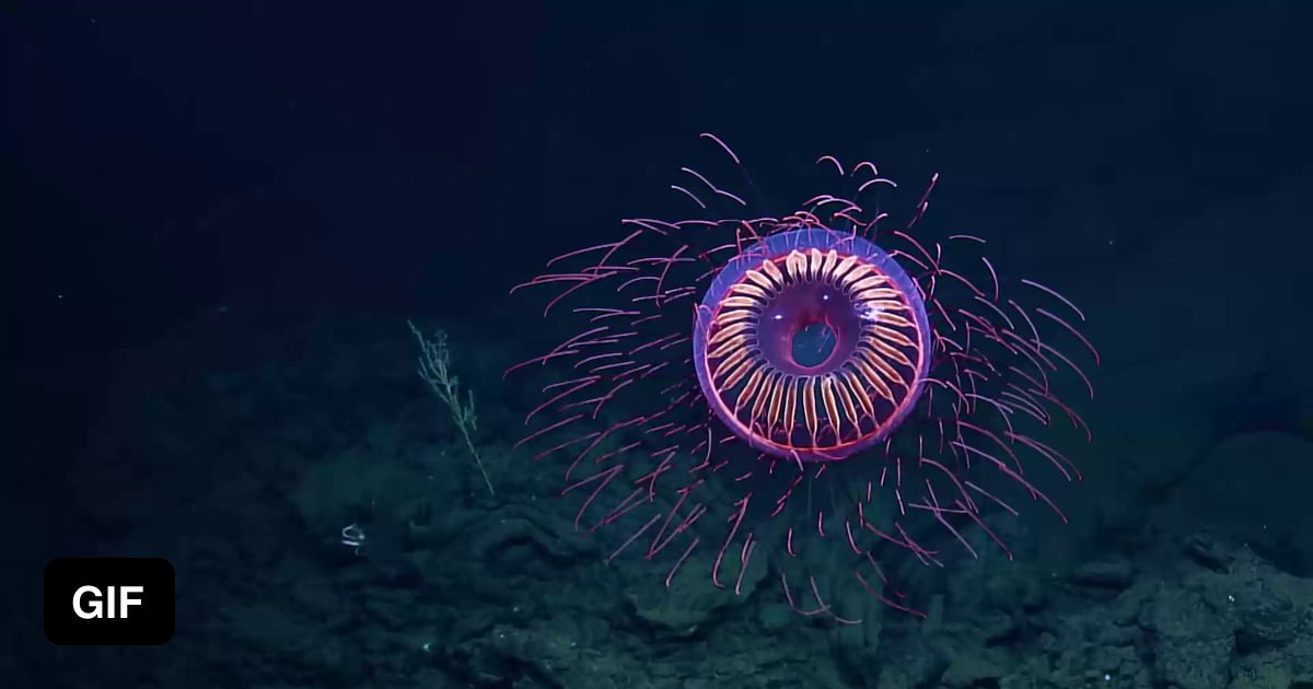 The Halitrephes Jelly aka Deep Sea Fireworks - 9GAG