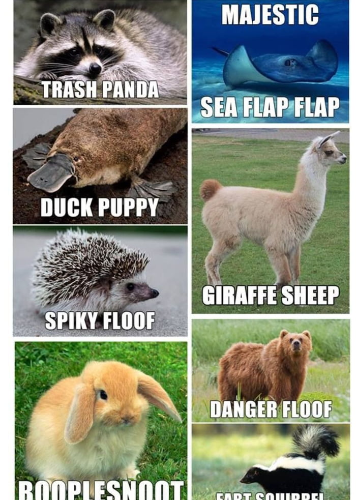 I'll go with the giraffe sheep - 9GAG