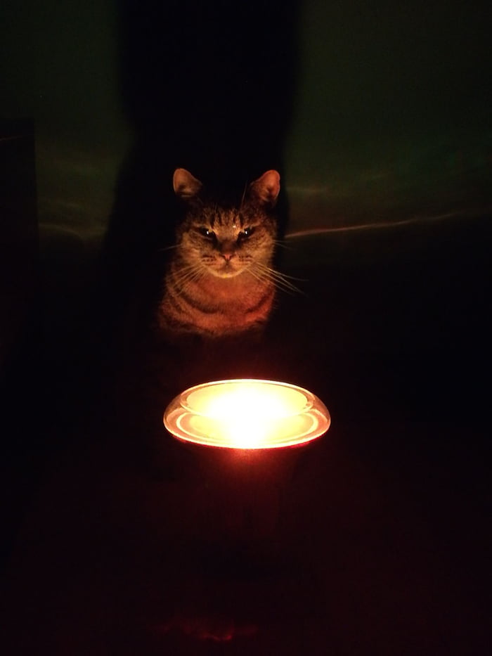 My cat has a side quest for me - 9GAG