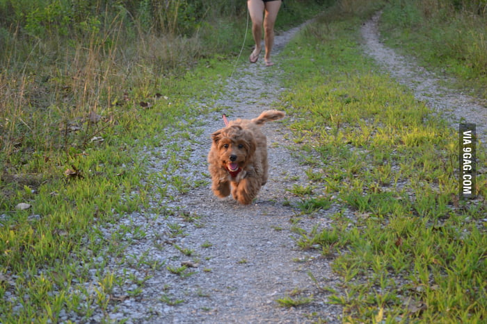 Always wanted a dog and my fiancee and I finally got one! She's ...