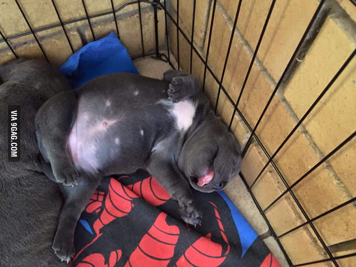 Milk coma. Look at that tum tum! - 9GAG