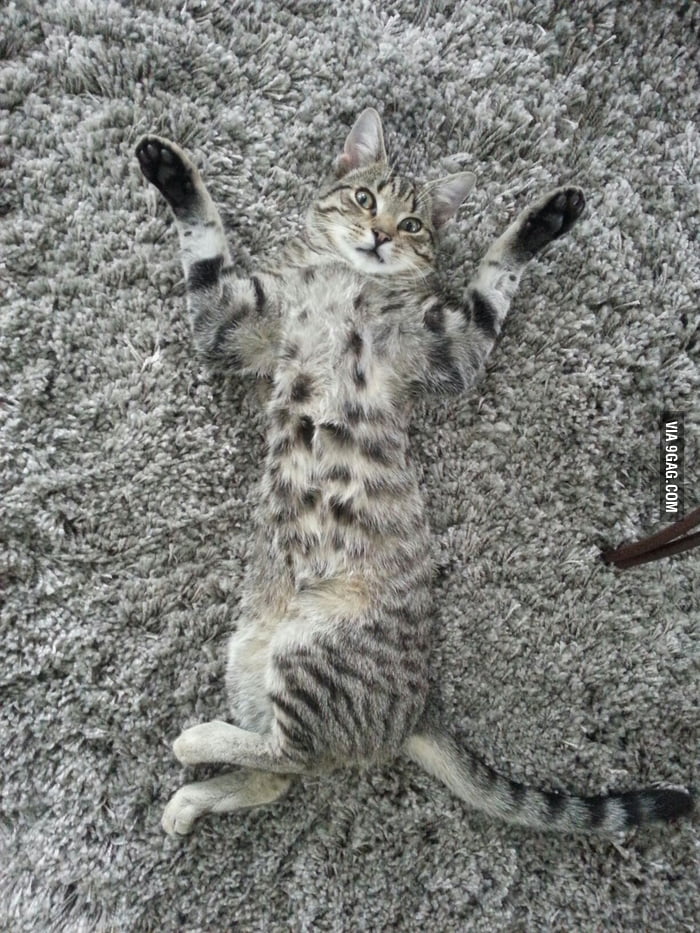 Wheres the cat?? - 9GAG