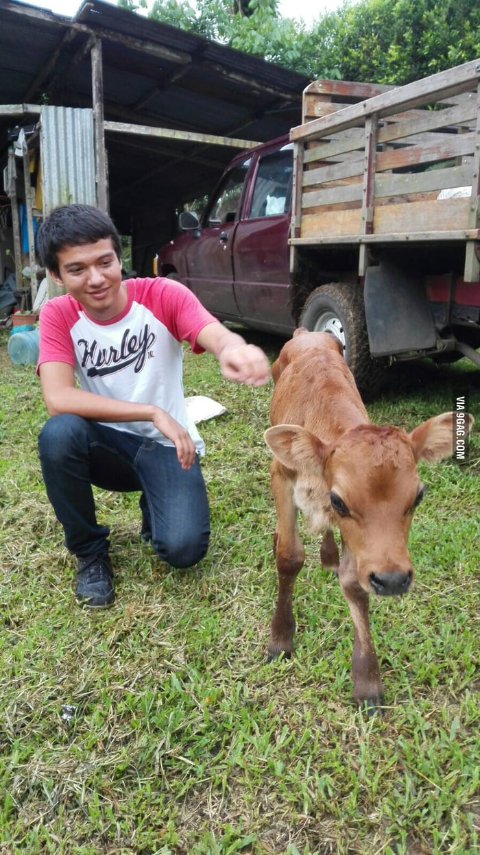 You guys may have dogs, cats and birds. But in my family we have cows ...