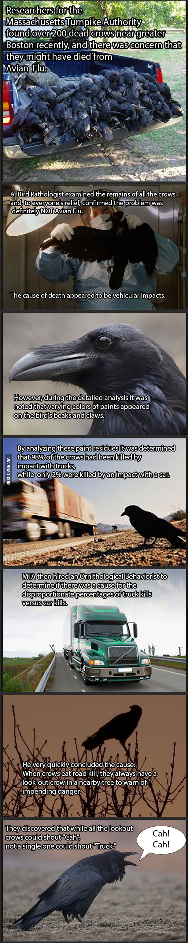 Crow study shows - 9GAG
