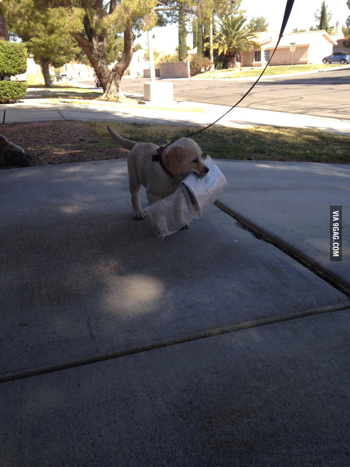 It's a retriever. They retrieve things. - 9GAG