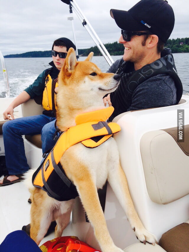 This Dog Can't Stop Smiling Because He Has Mastered The Sea - 9GAG