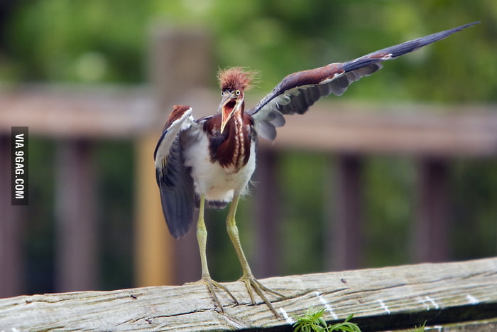 Awsome Pointer - 9GAG