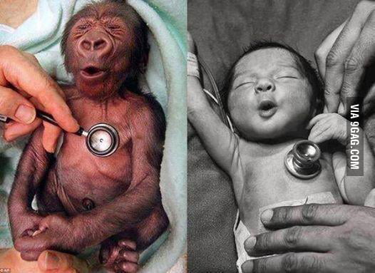 Baby monkey and baby human reacting to a cold stethoscope - 9GAG