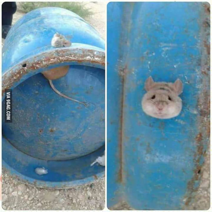 Aww poor little guy. - 9GAG