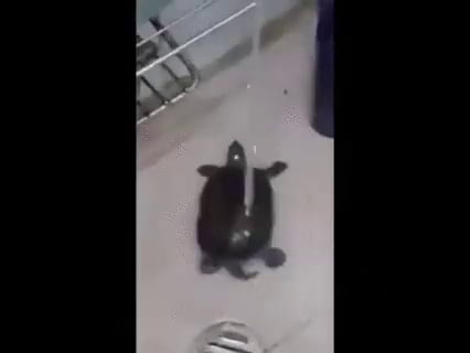 Turtle in shower - 9GAG