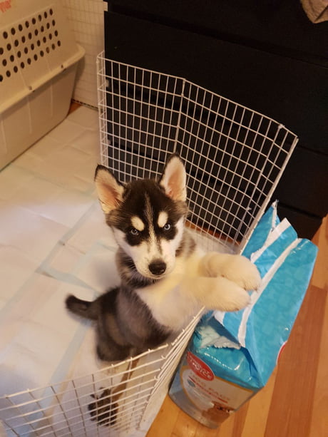 Best 30+ Husky fun on 9GAG