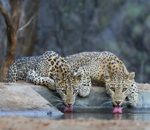 2 leopards drinking water 🔥 - 9GAG