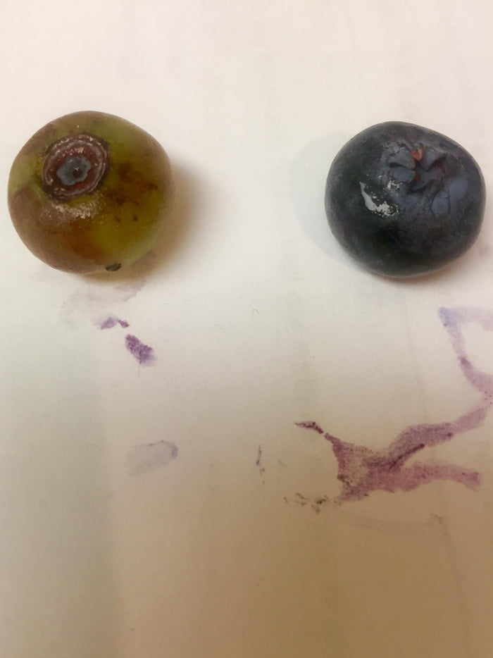Peeled blueberry - 9GAG