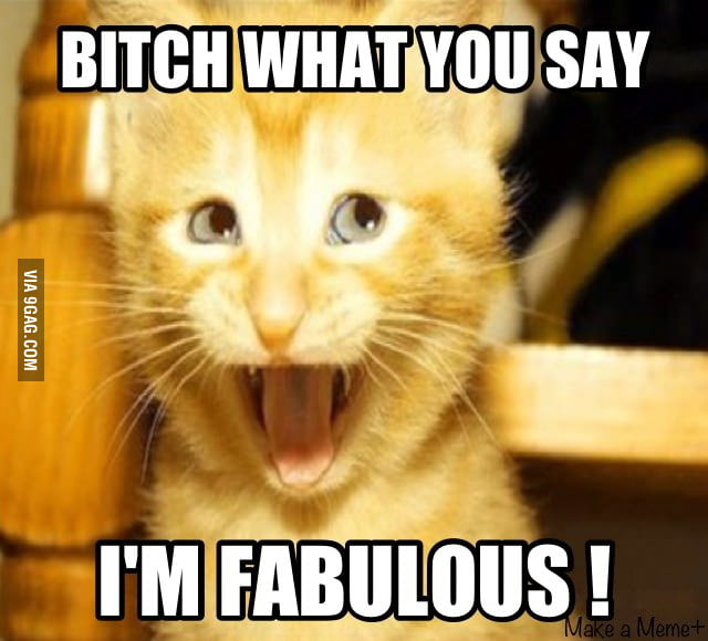 Fabulous cat is simply fabulous . - 9GAG