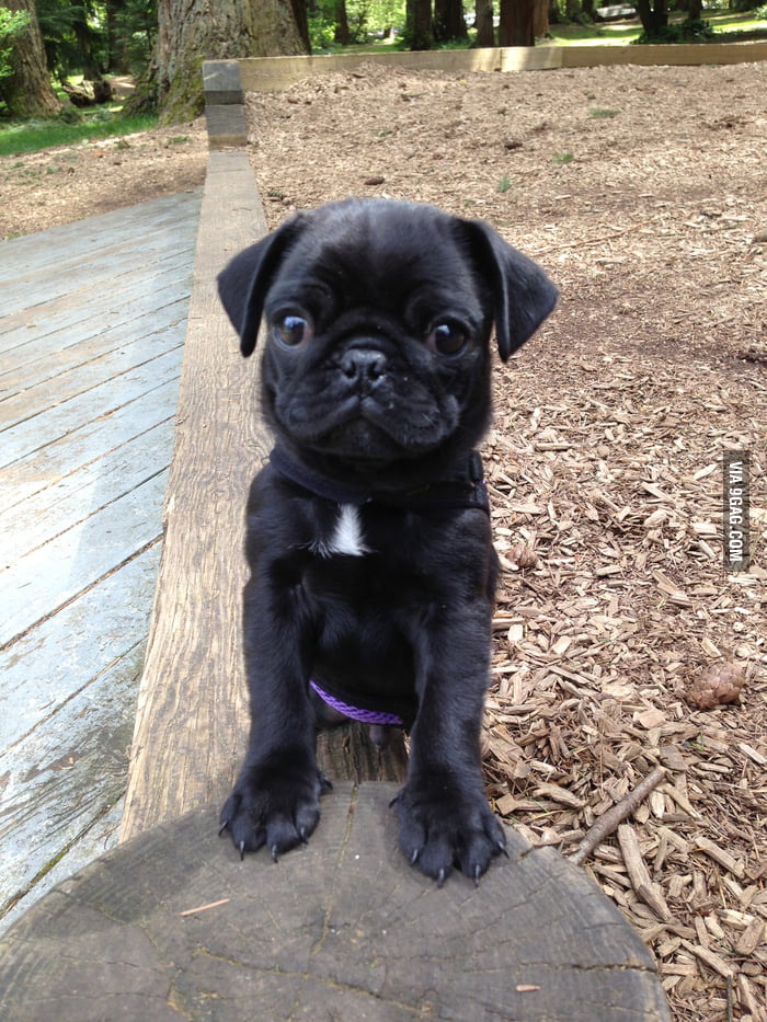 Rediculously Photogenic Pug - 9GAG