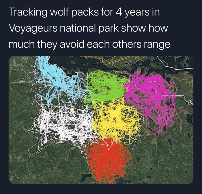 Wolf Packs avoiding others territories - 9GAG