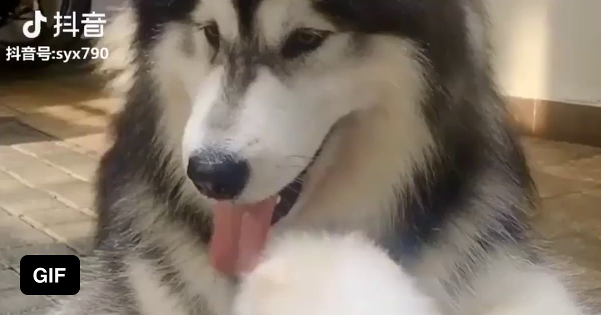 Big floof & Smol floof - 9GAG