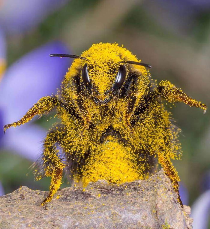A pollen covered Bumble Bee - 9GAG