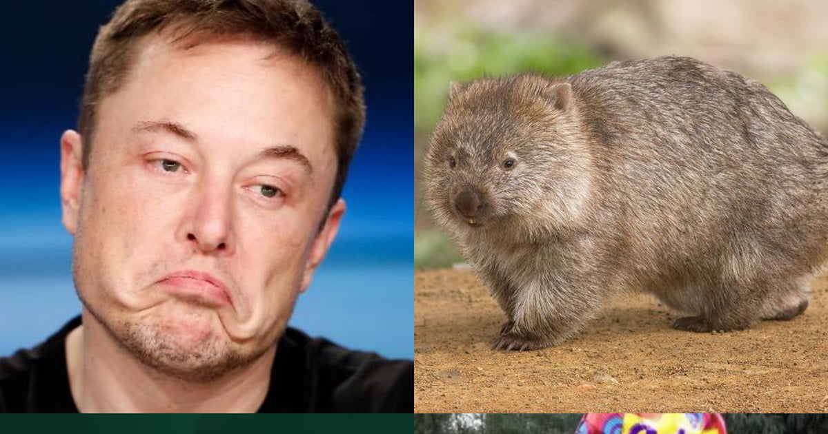 Elon Musk 2 Animal 0 - 9GAG