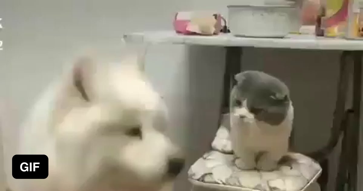 Kitty trying to smack dog around - 9GAG