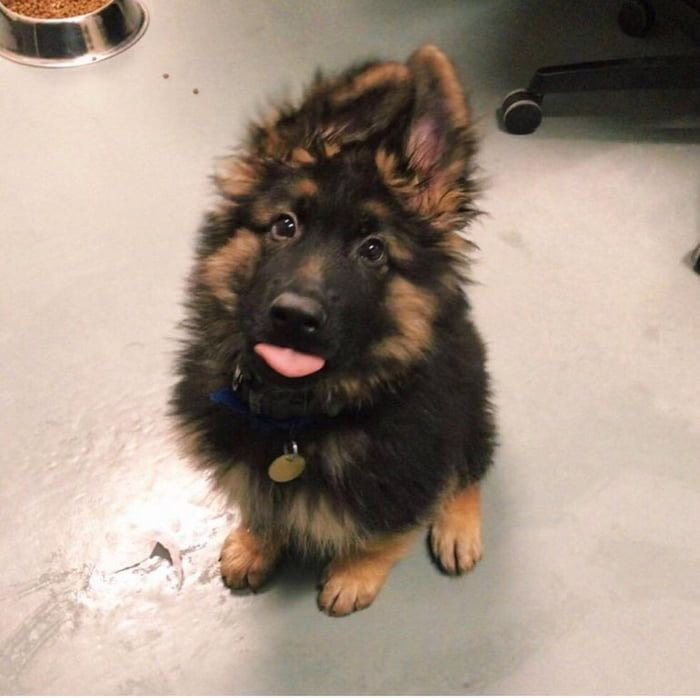 Here's an adorable little floofer to help you get through Monday - 9GAG