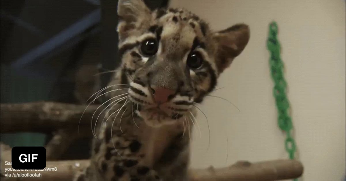 Two 14-week-old clouded leopard cubs at San Diego zoo nursery - 9GAG