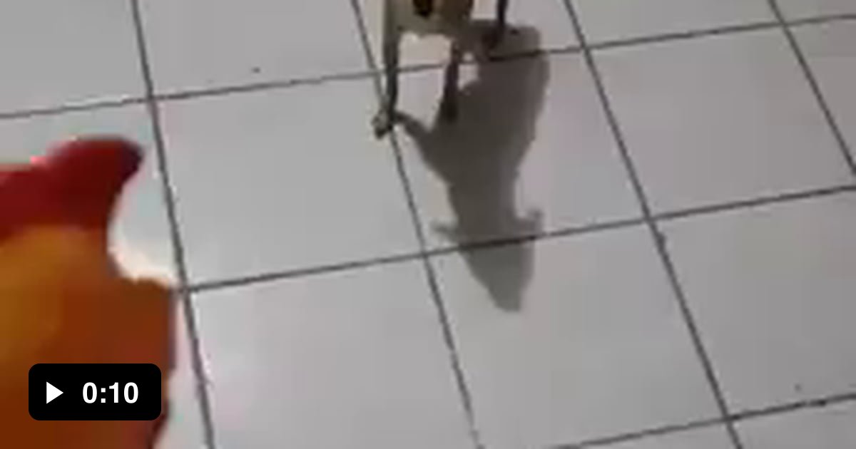 Not so brave now tremble rat... - 9GAG