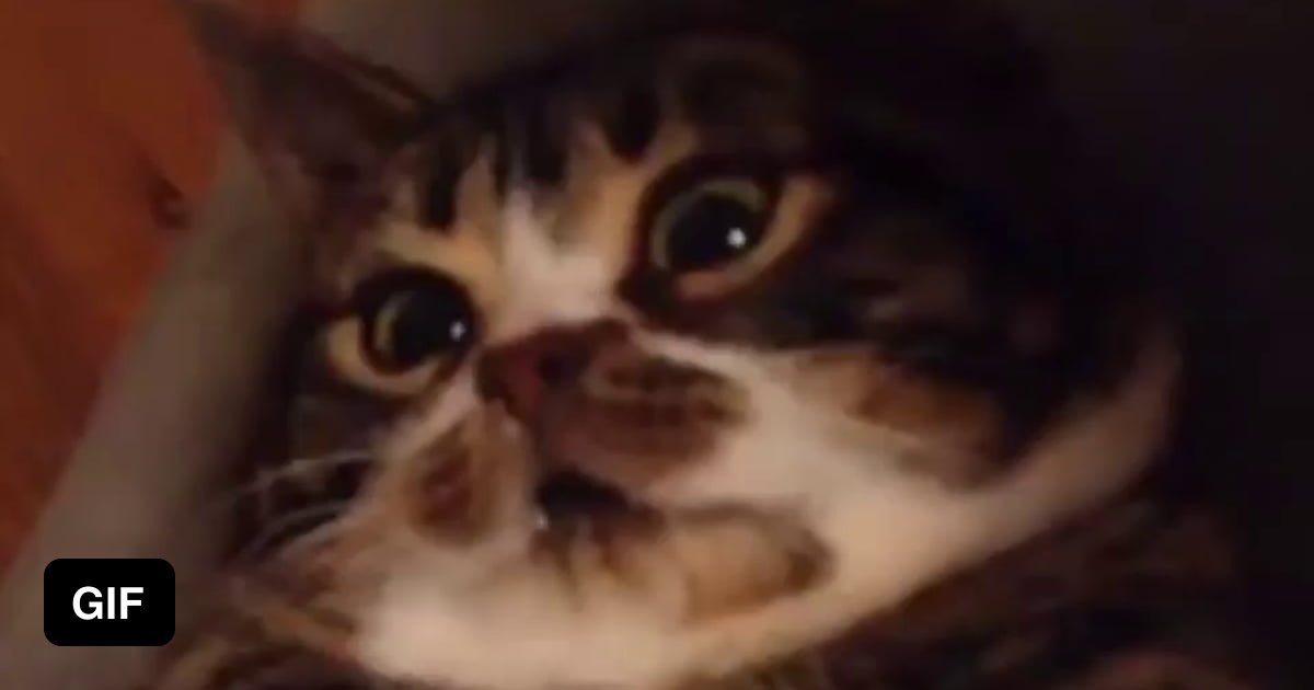 Tubby cat gets a little goofy when its belly is rubbed - 9GAG