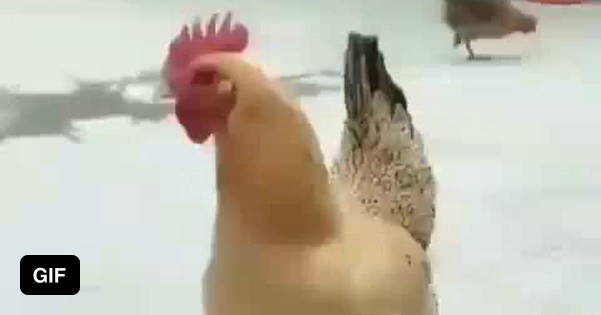 This chicken wearing a shoe made my day today. - 9GAG