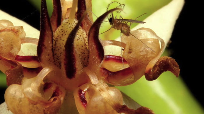 Forcipomyia squamipennis, a small biting midge, belongs to the only ...