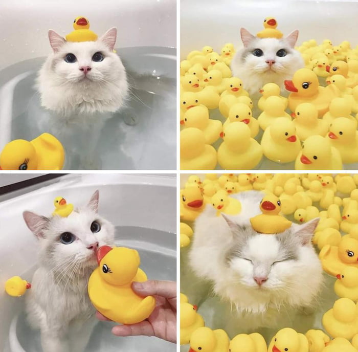 Eye bleaching cat bleach! - 9GAG